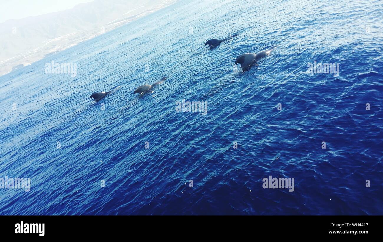 Dorsal fin hi-res stock photography and images - Alamy