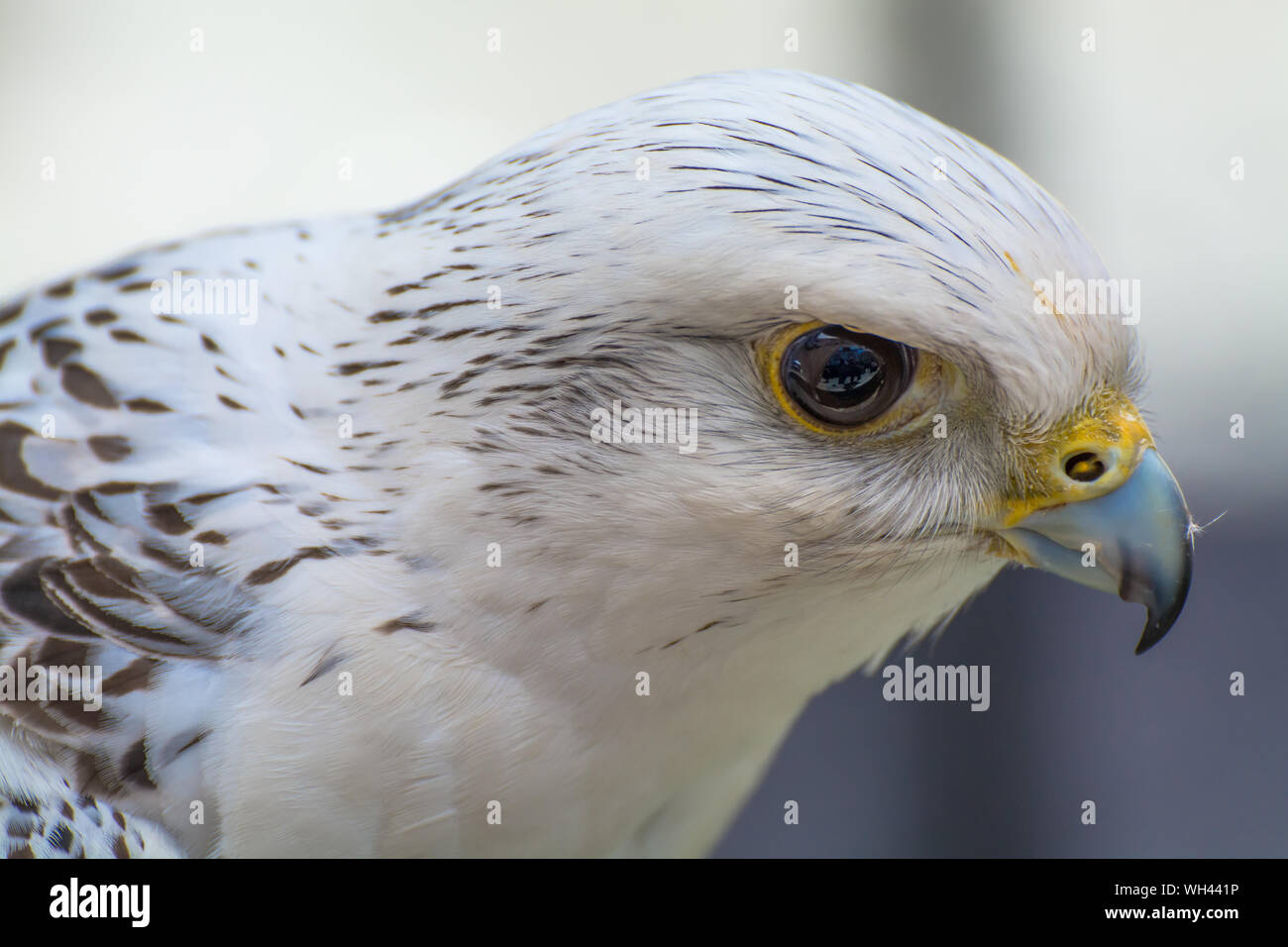 White bird profile hi-res stock photography and images - Alamy