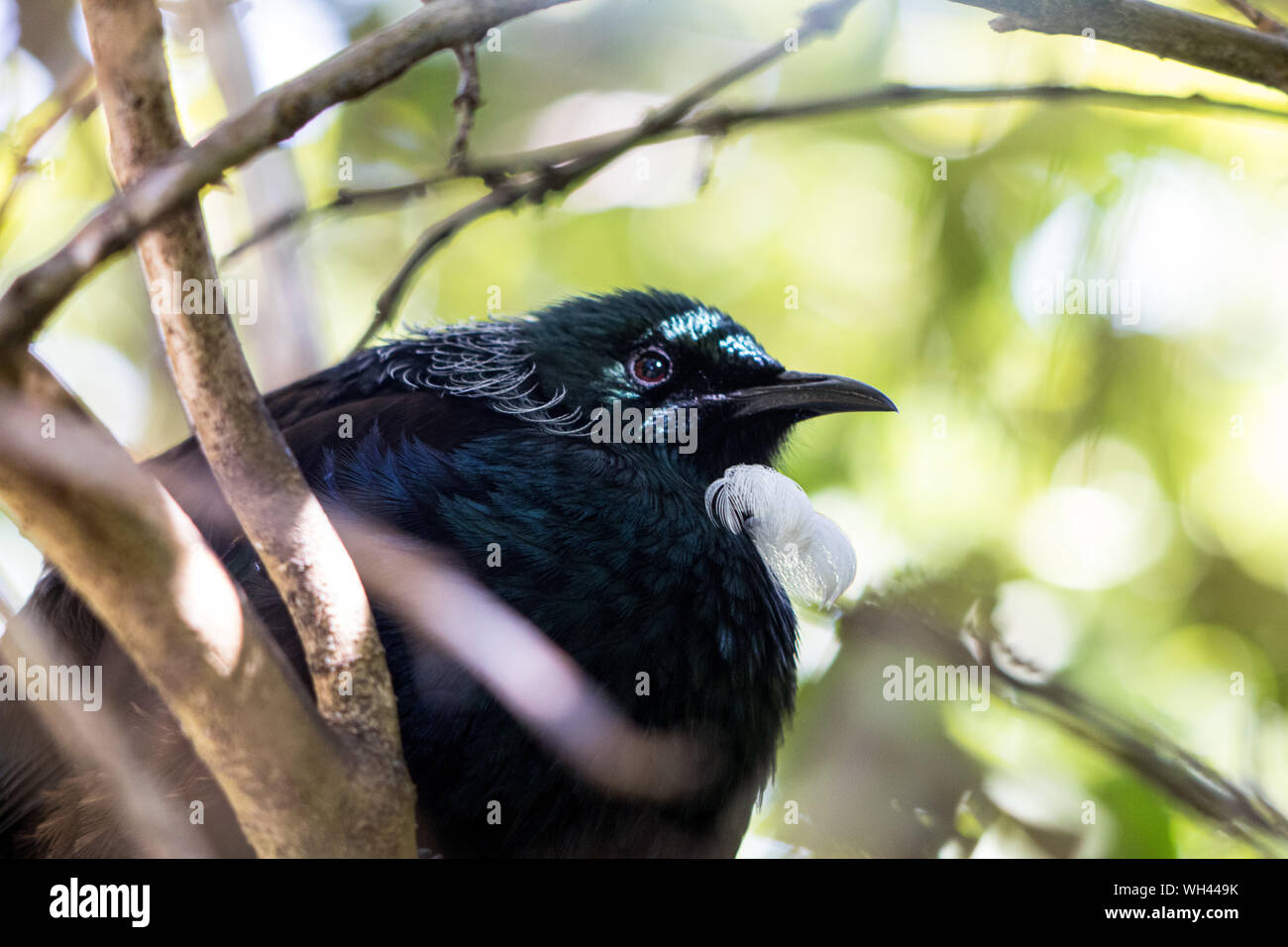 Tui bird singing hi-res stock photography and images - Alamy