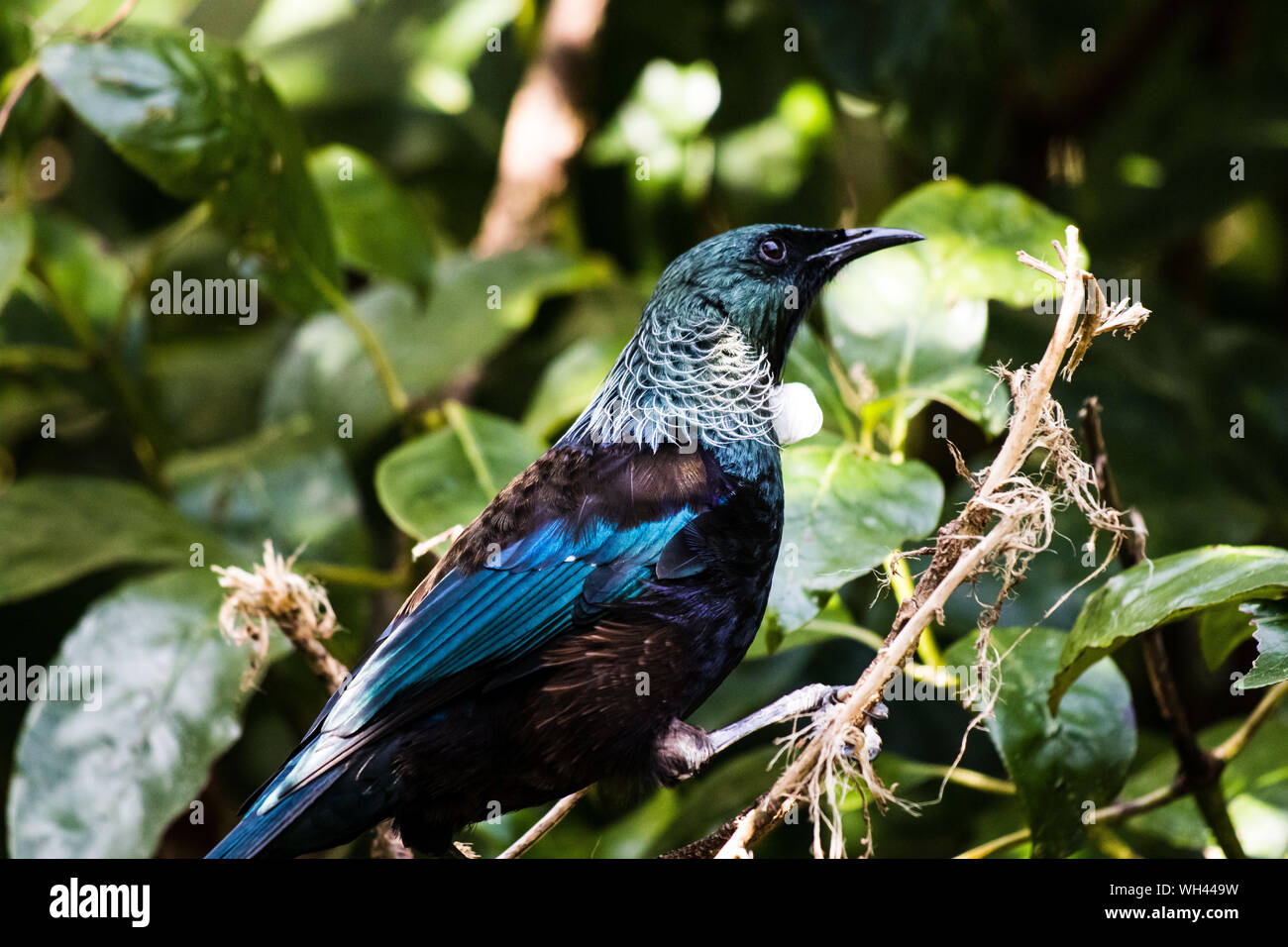 Tui bird singing hi-res stock photography and images - Alamy