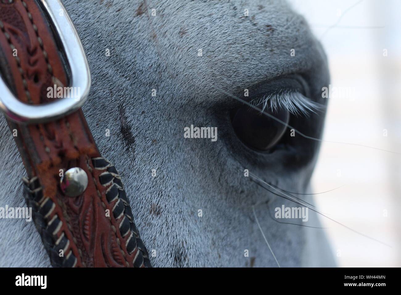 Close Up Horse Wearing Bridle High Resolution Stock Photography and ...