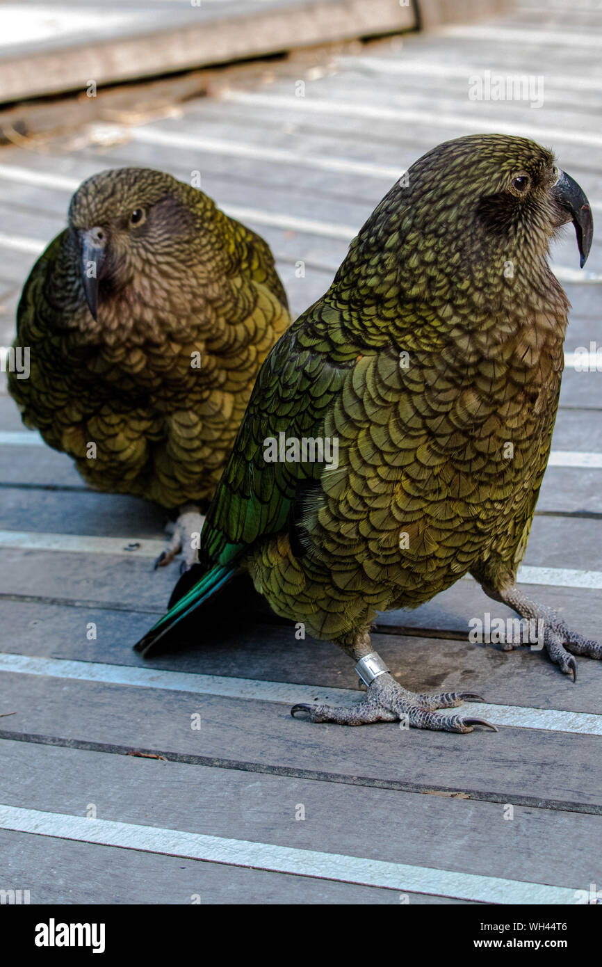 Walk in aviary hi-res stock photography and images - Alamy