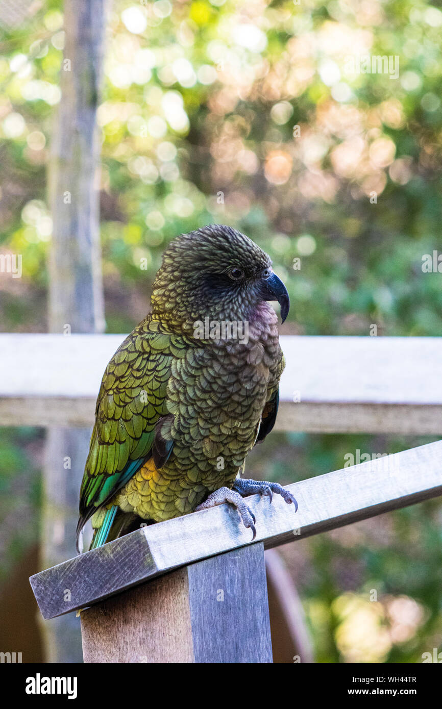 Walk through aviary hi-res stock photography and images - Alamy