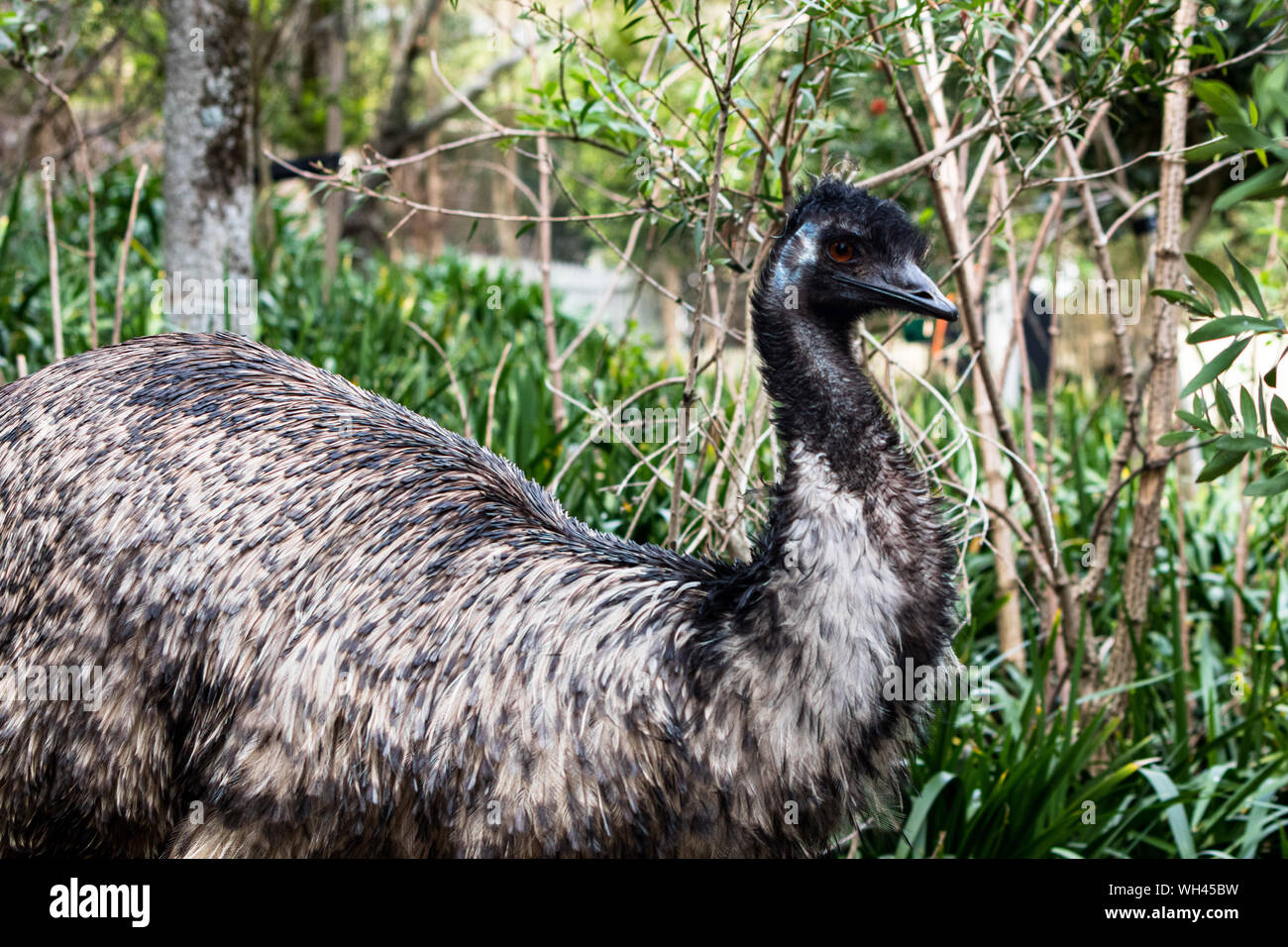 Ostrich preening hi-res stock photography and images - Alamy