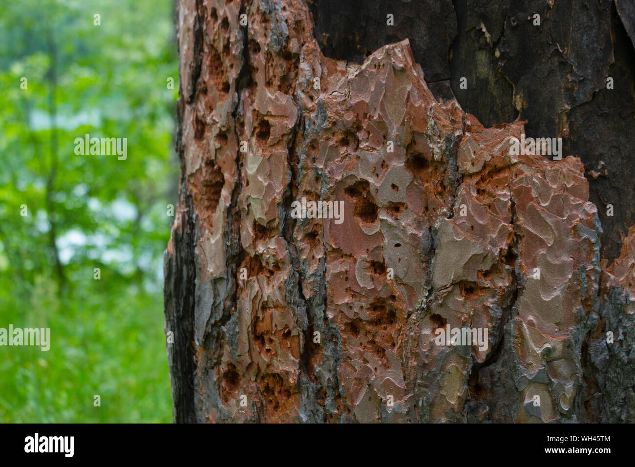 Tree eaten by termits. Tree barks with holes Stock Photo - Alamy