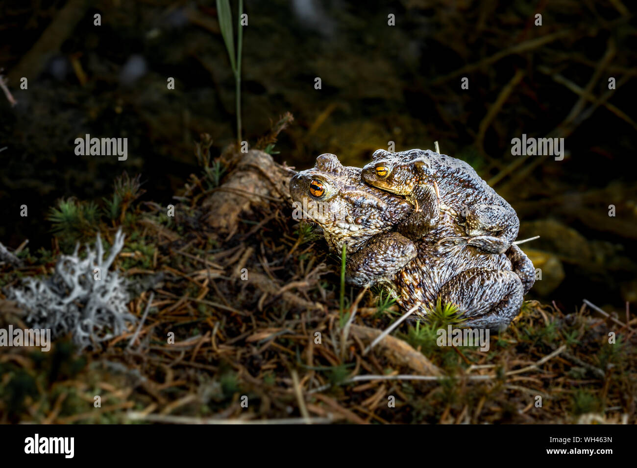 Male and female frogs mating hi-res stock photography and images - Alamy