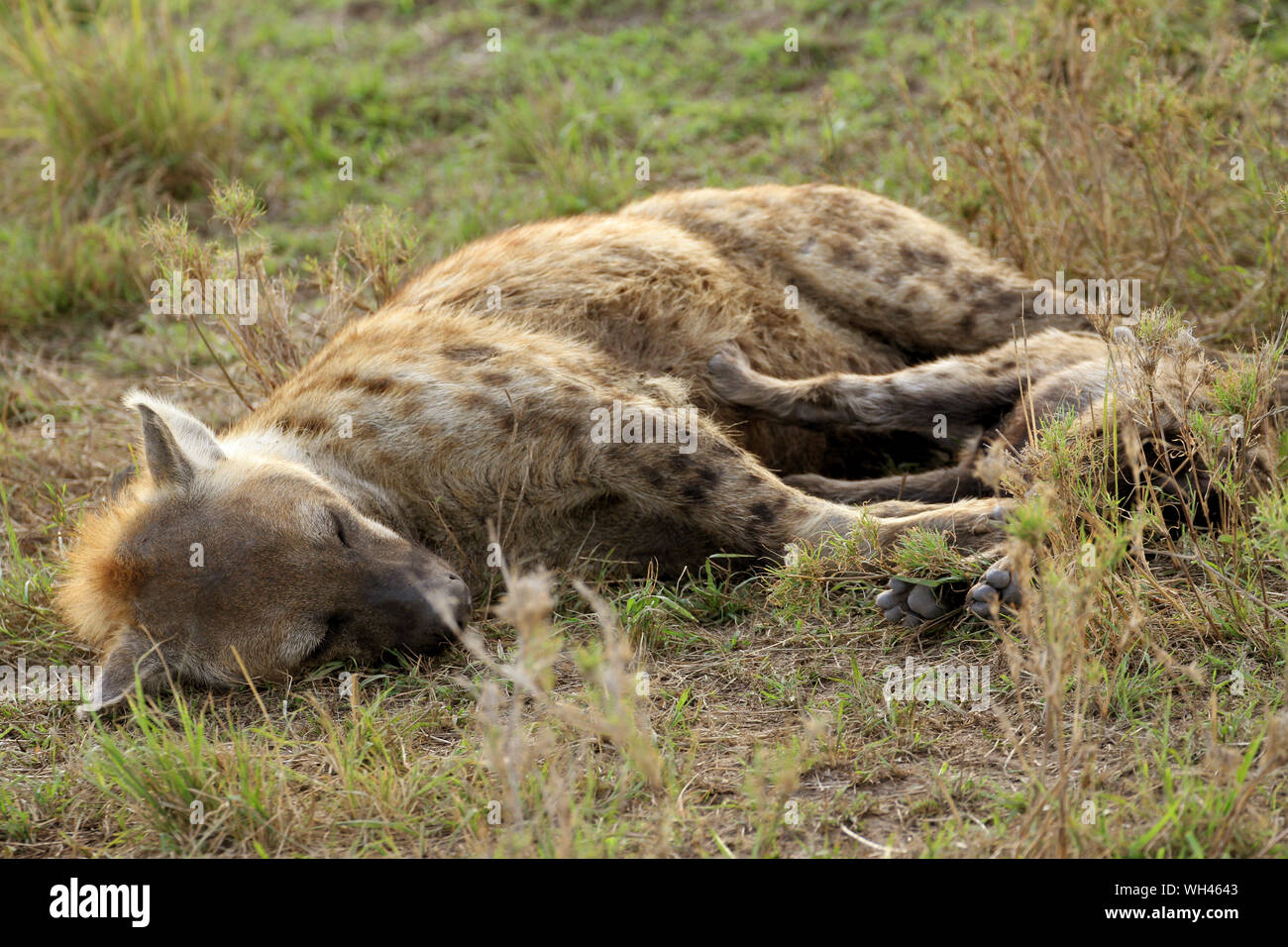 Sleeping hyena hi-res stock photography and images - Alamy