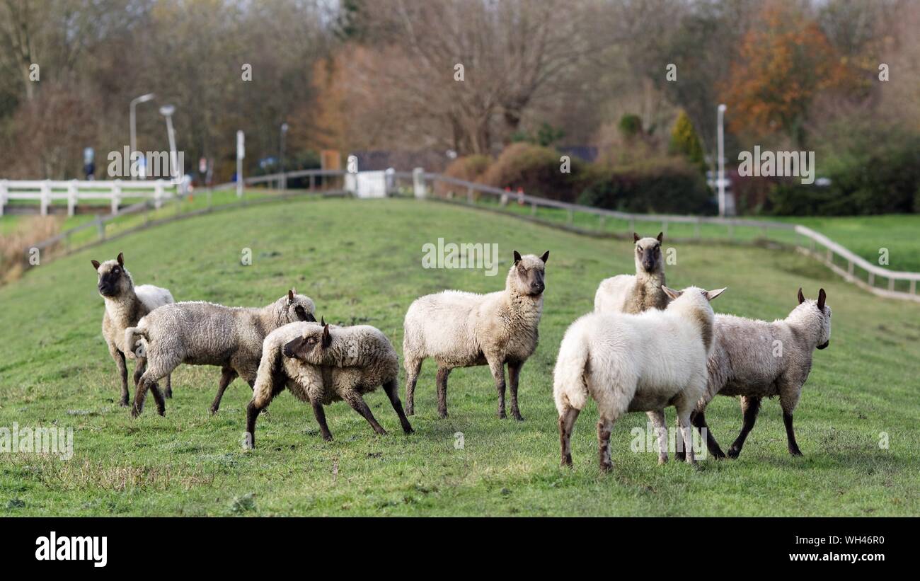 Green field with sheep hi-res stock photography and images - Alamy