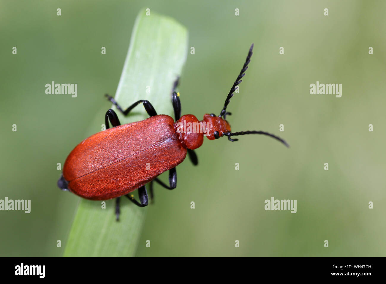 Red-headed Cardinal Beetle Pyrochroa serraticornis Stock Photo - Alamy