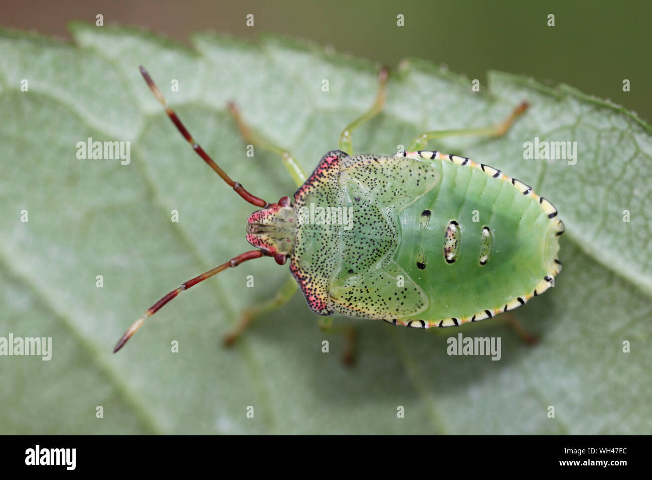 Shieldbug and nymphs uk hi-res stock photography and images - Alamy