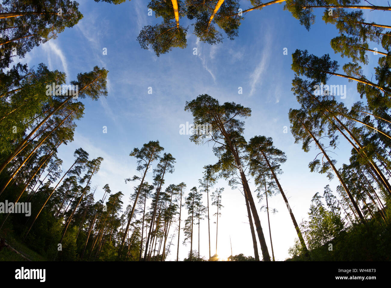 tops of pine trees. Fish eye lens Stock Photo - Alamy