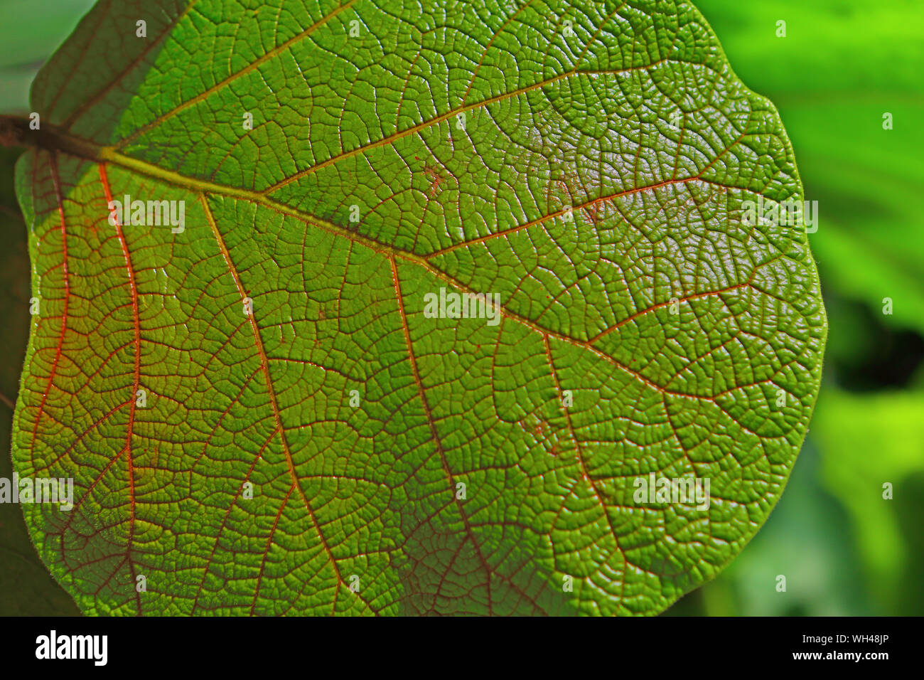 Pousse pousse rouge hi-res stock photography and images - Alamy