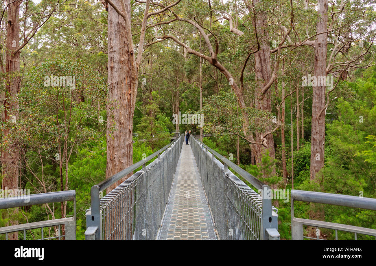 Walking through the canopies of magnificent tingle trees 40 meters ...