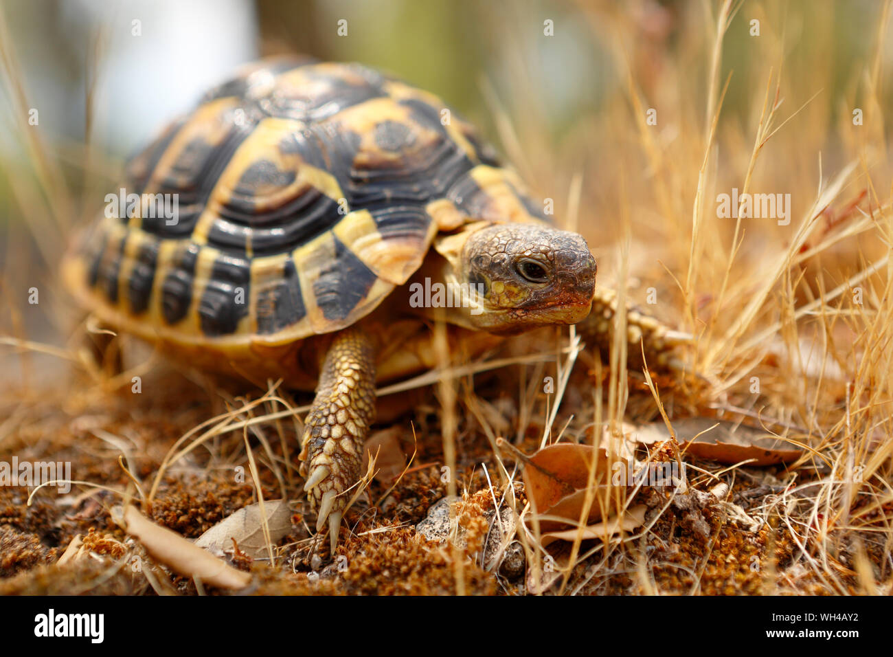Tortoise pattern hi-res stock photography and images - Alamy