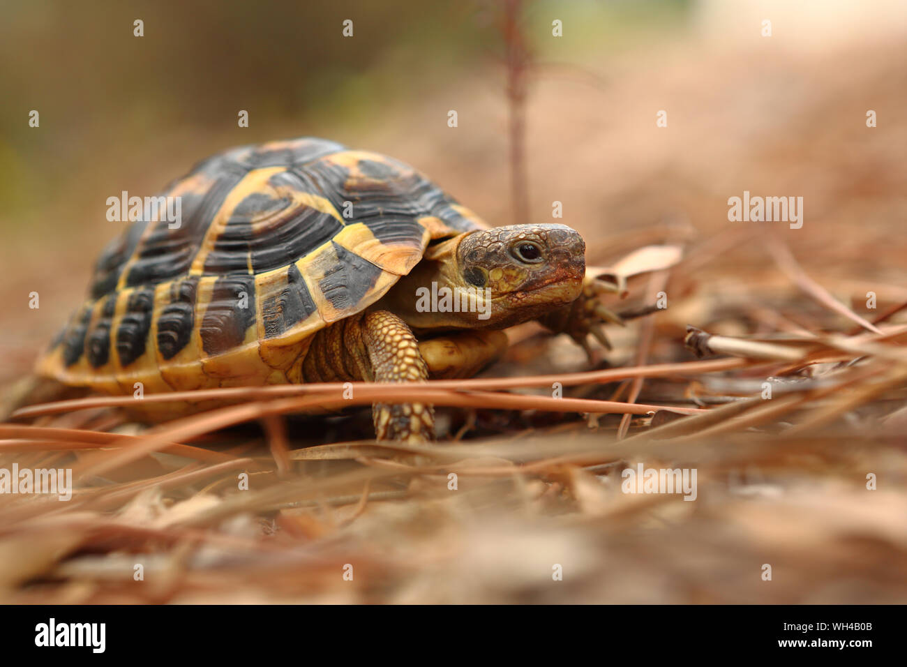 Dhermann hi-res stock photography and images - Alamy