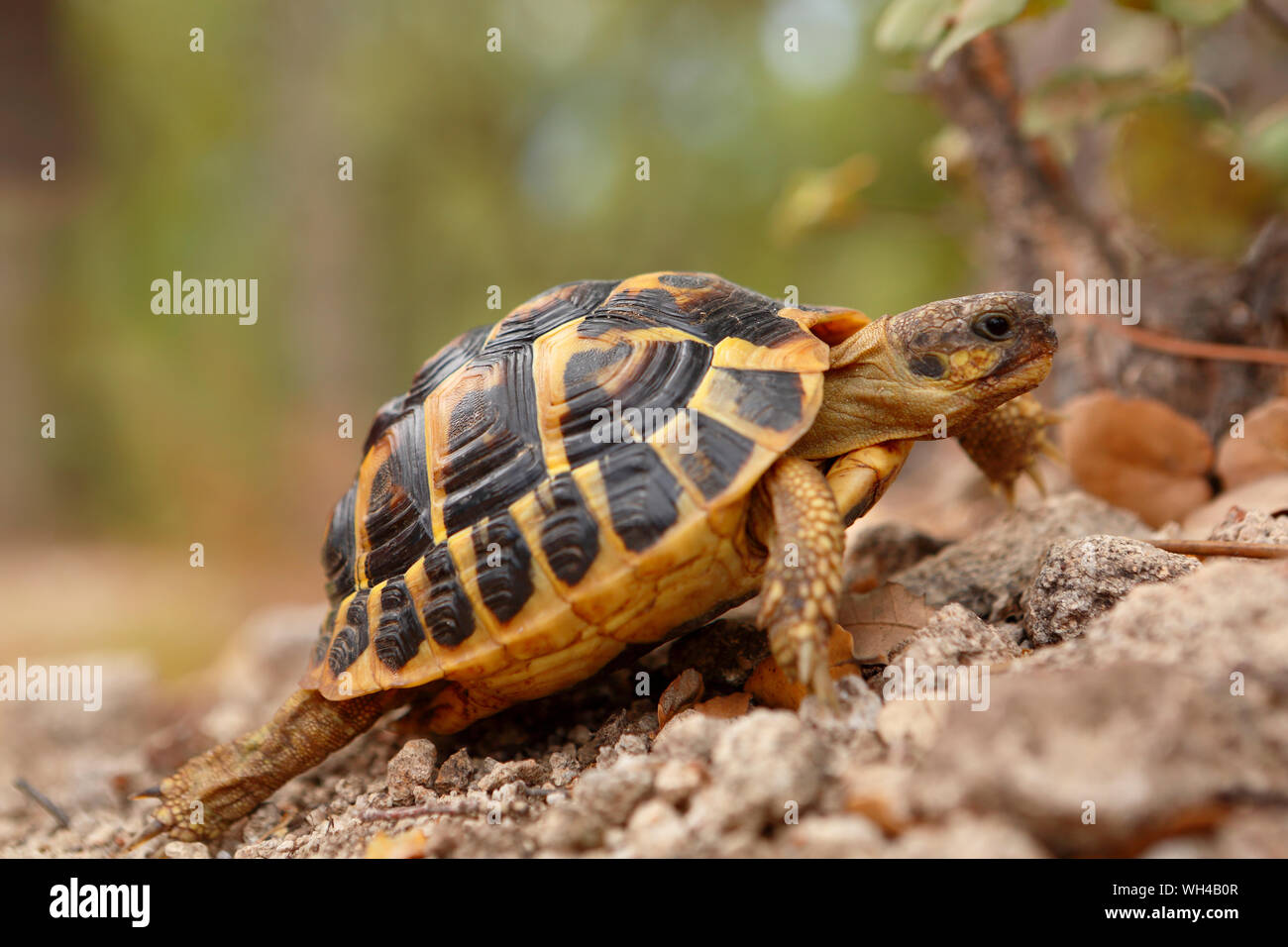 Shell lighting hi-res stock photography and images - Alamy