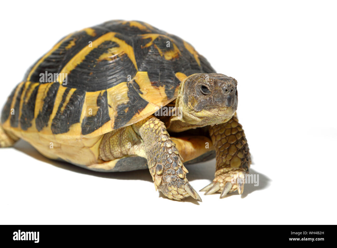 Pattern of the turtle shell hi-res stock photography and images - Alamy