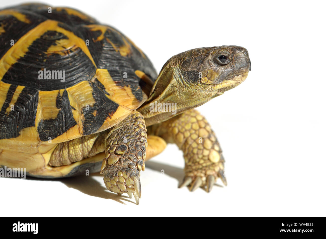 Hermann Turtle High Resolution Stock Photography and Images - Alamy
