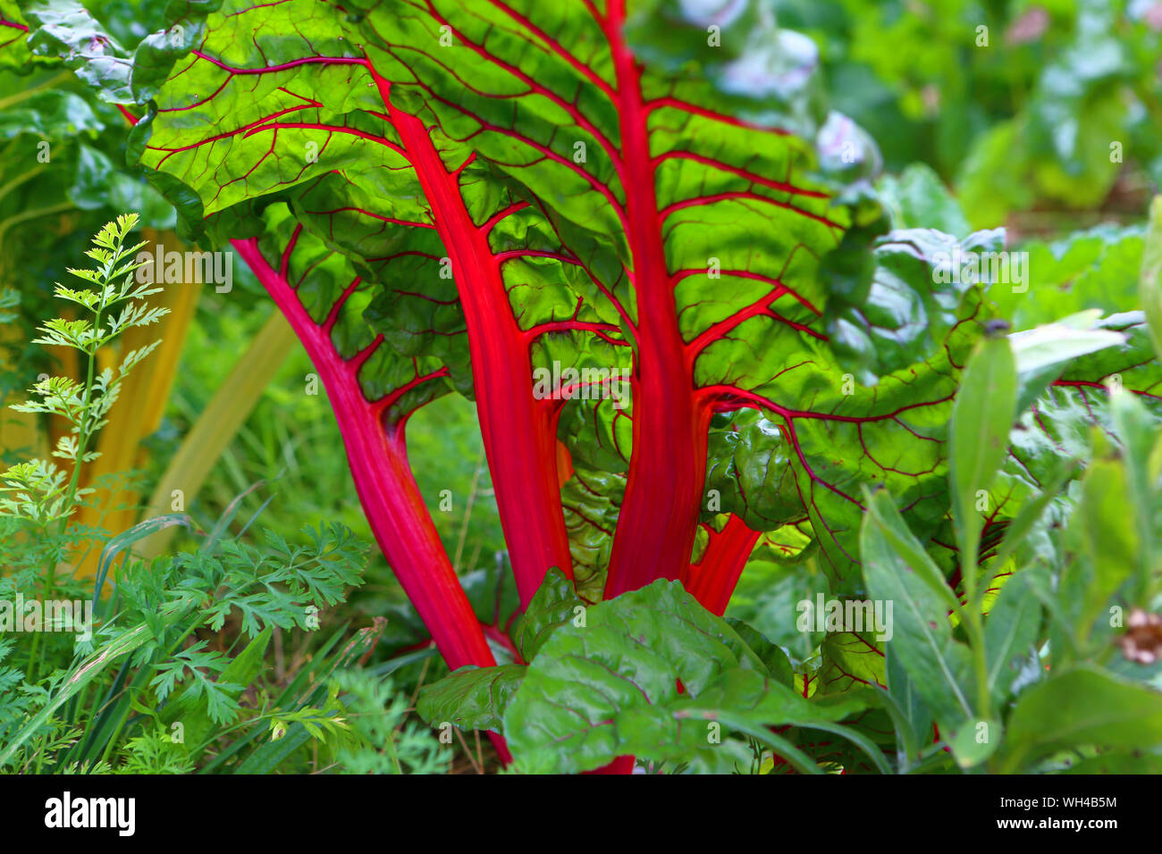 Rhubarbe High Resolution Stock Photography and Images - Alamy