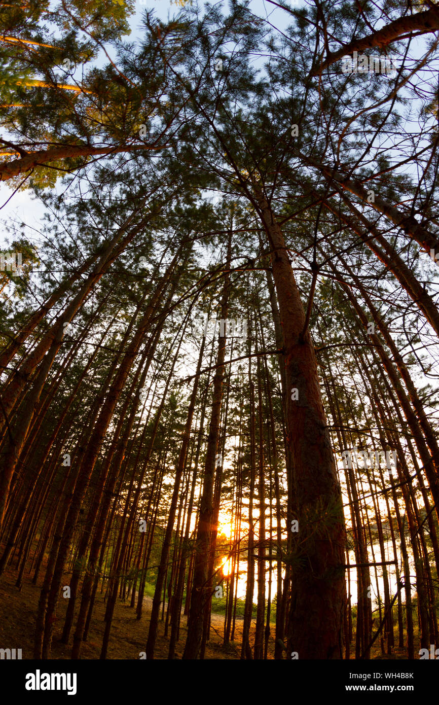 Tree canopy fish eye hi-res stock photography and images - Alamy