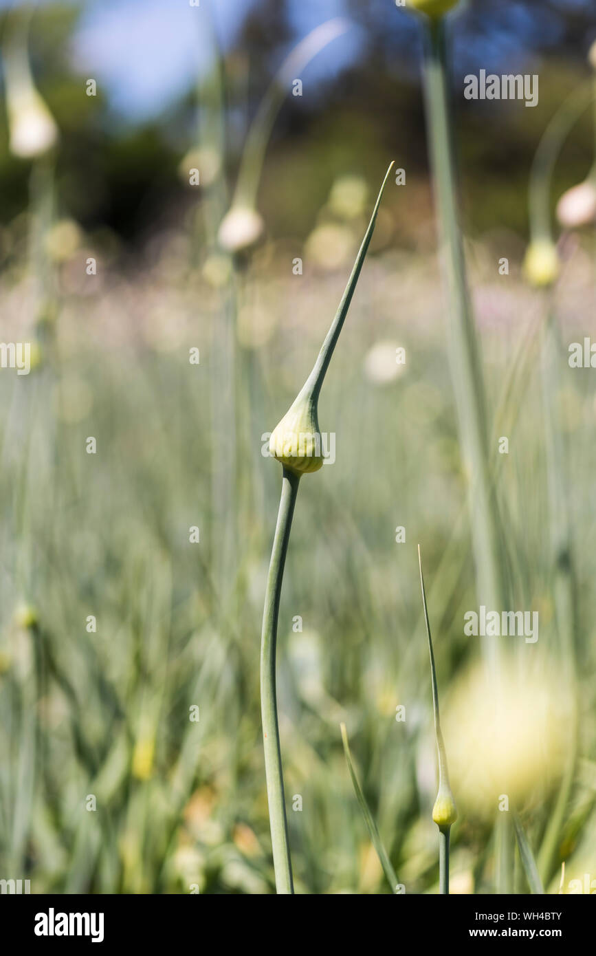 Allium field hi-res stock photography and images - Alamy