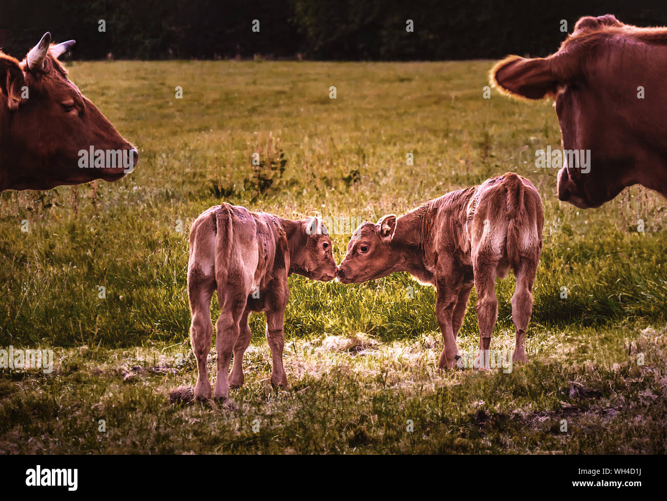 Four Young Calves High Resolution Stock Photography and Images - Alamy