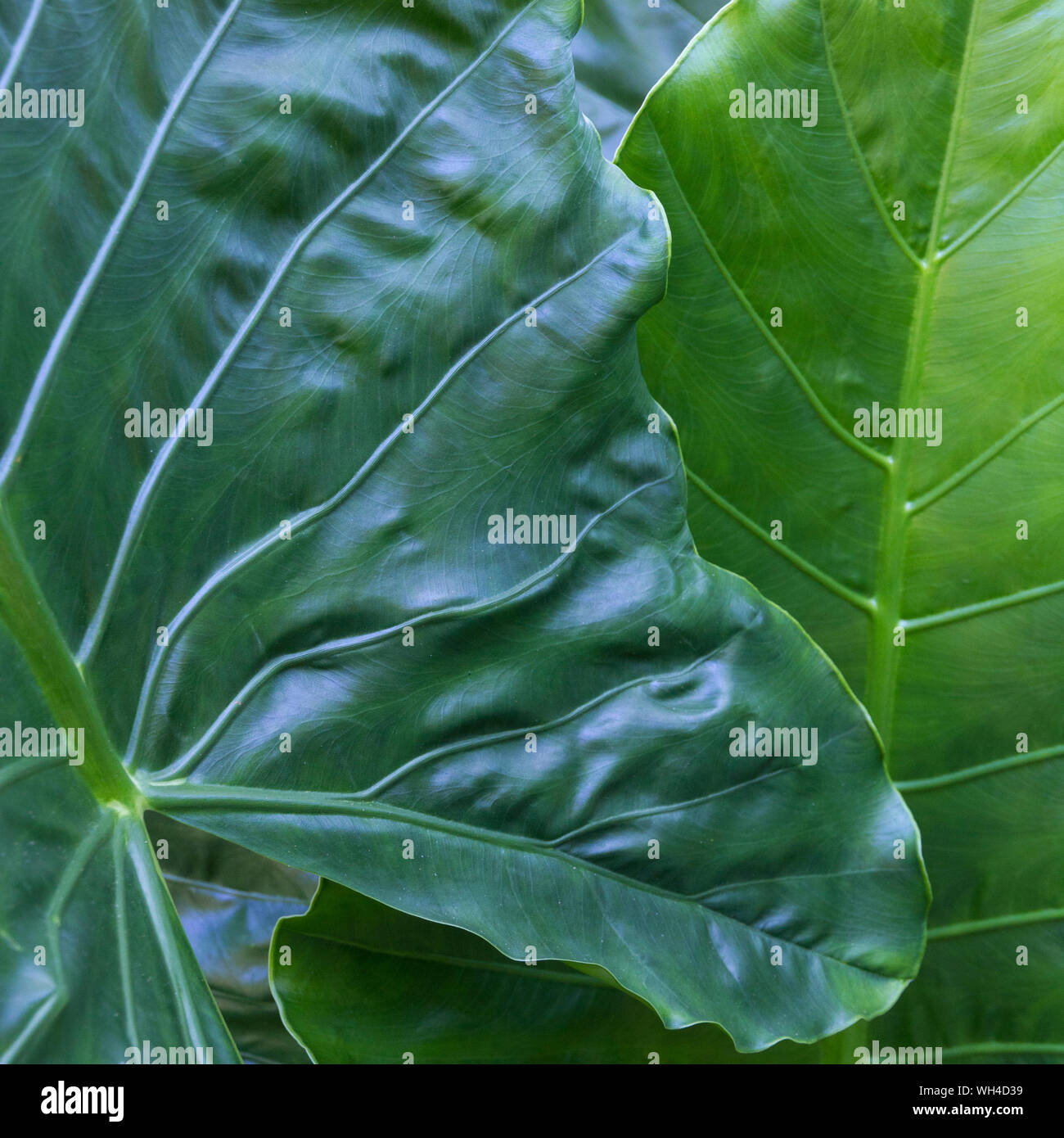 Tropical foliage plant: Alocasia or Elephant Ear, Costa Rica Stock ...