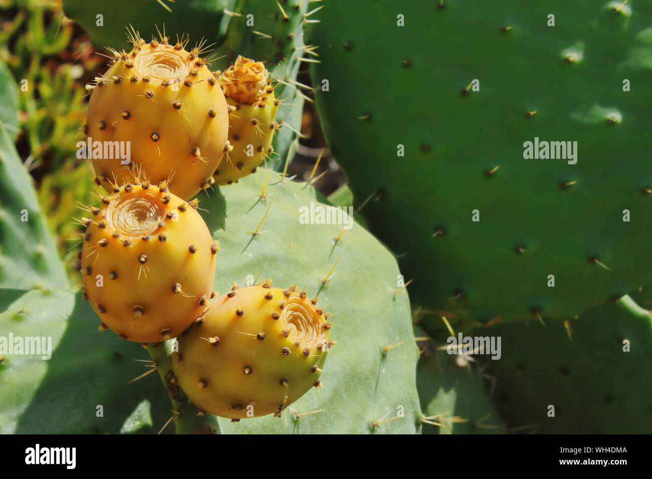 Cactus Figs High Resolution Stock Photography and Images - Alamy
