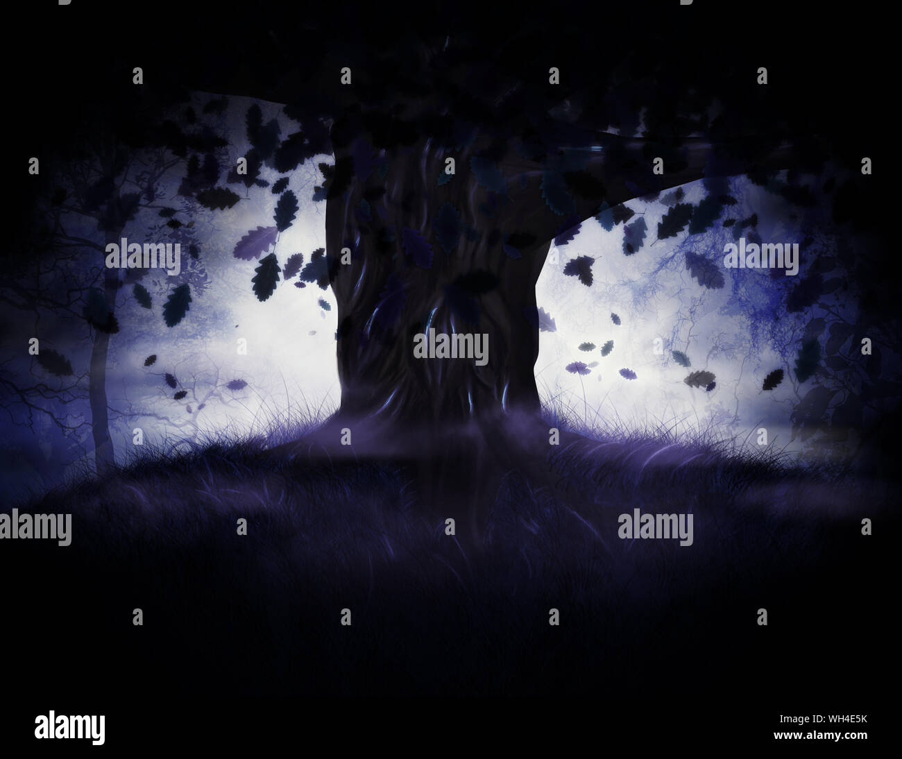 A big old oak tree in misty forest at night time Stock Photo - Alamy