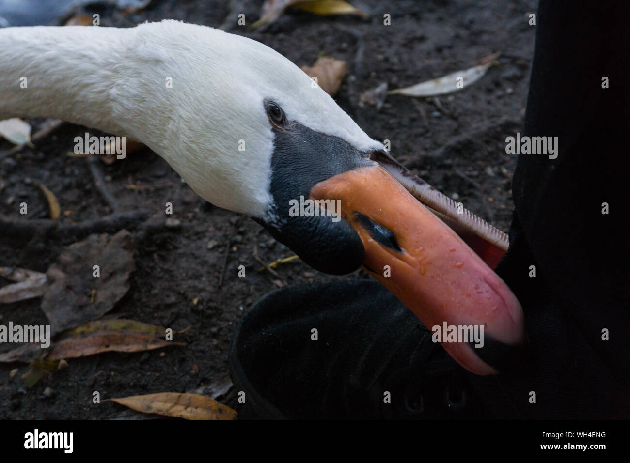 Human swan hi-res stock photography and images - Alamy
