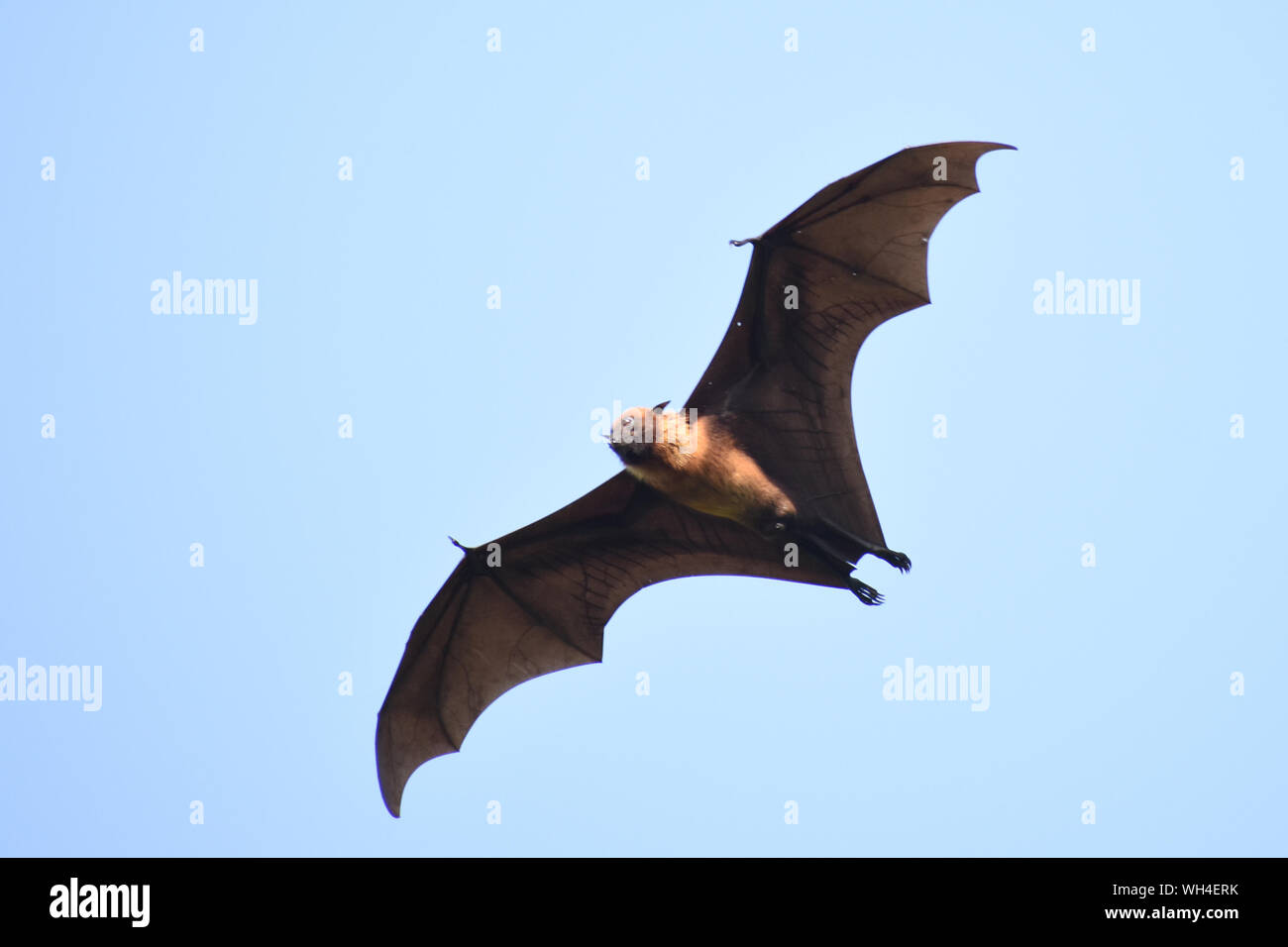 Flying bat hi-res stock photography and images - Alamy