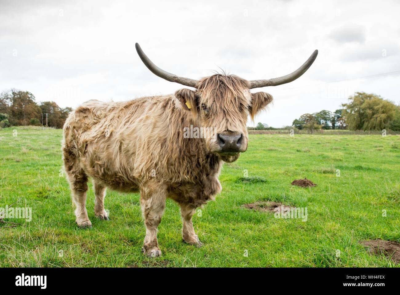 Highland cow front view hi-res stock photography and images - Alamy