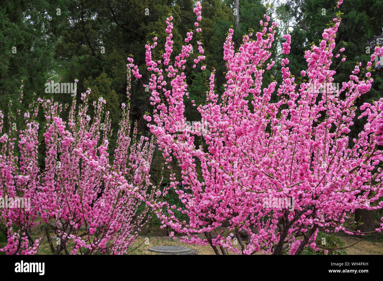 trees with cherry blossom, in the Jingshan Park in Beijing Stock Photo ...