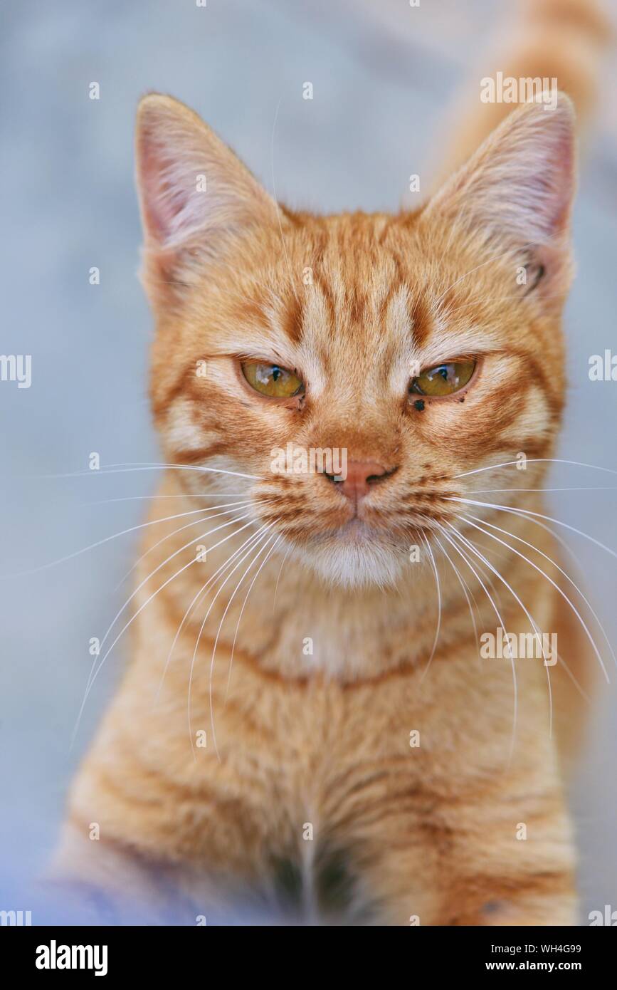 Ginger color cat hi-res stock photography and images - Alamy