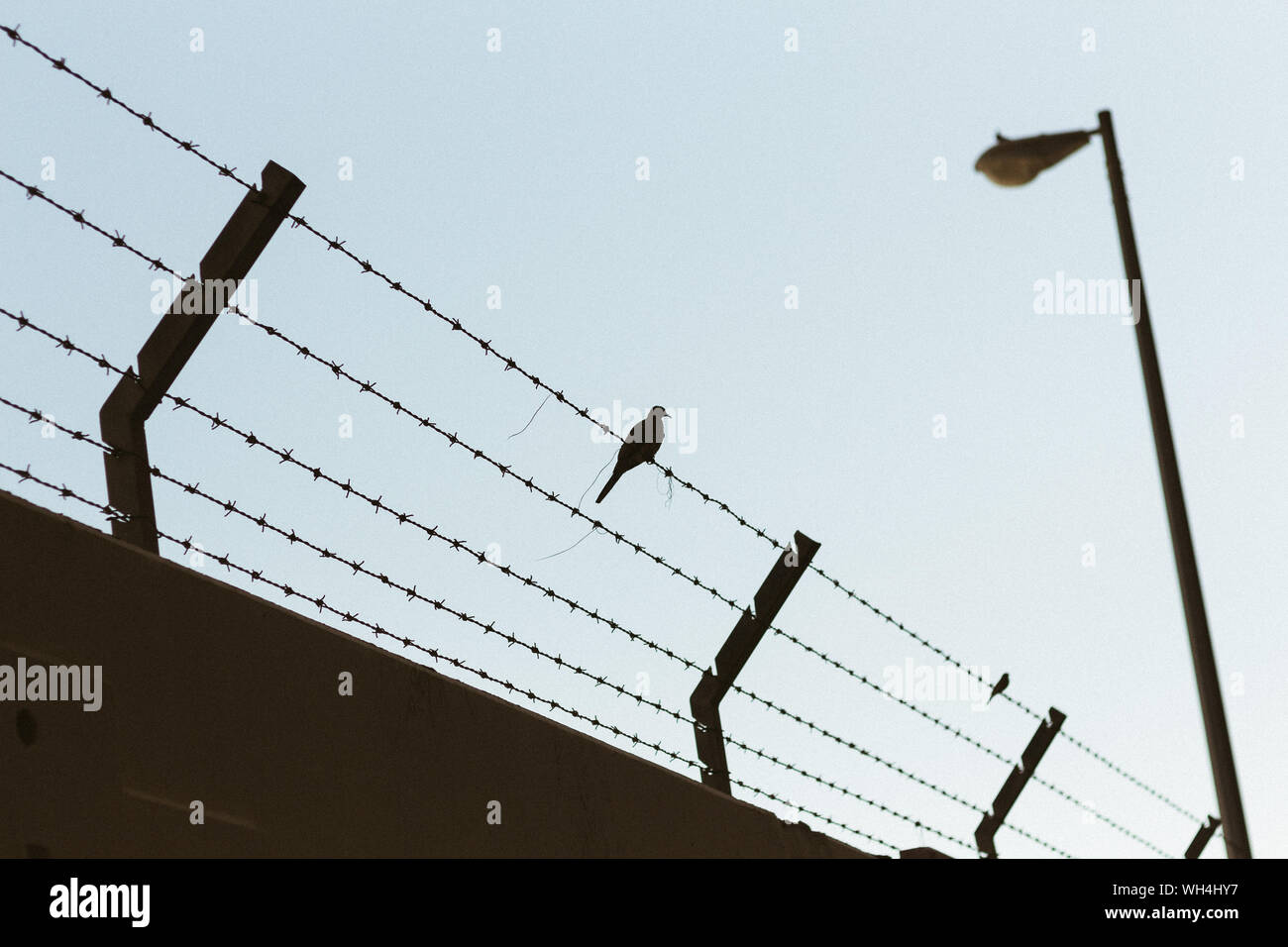 Silhouette bird barbed wire hi-res stock photography and images - Alamy