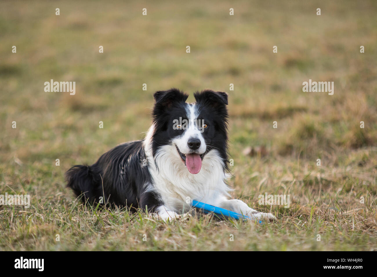 Playful border collie hi-res stock photography and images - Alamy
