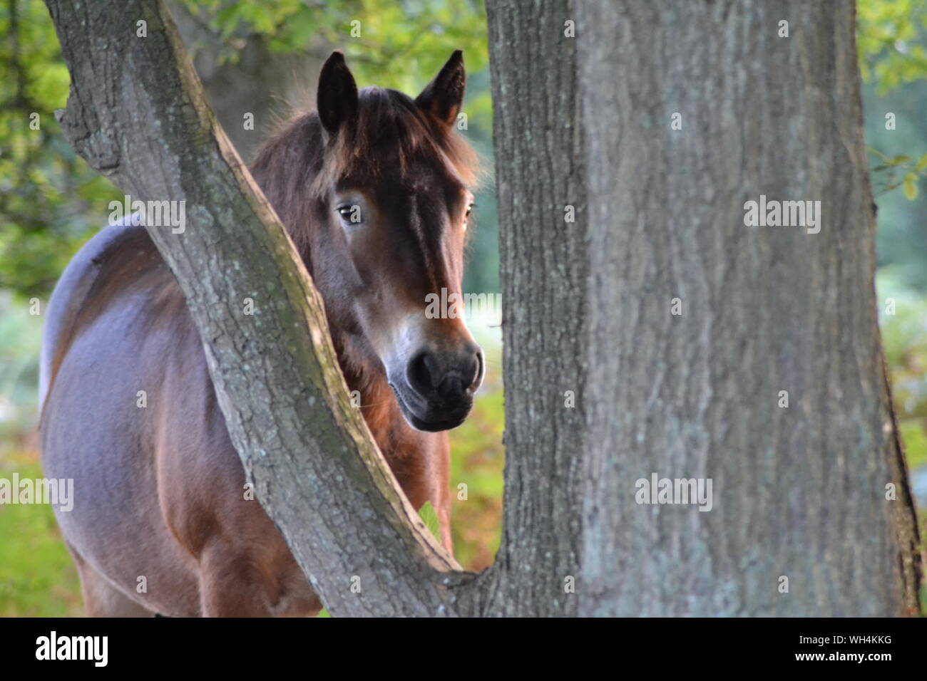 Behind tree hi-res stock photography and images - Alamy