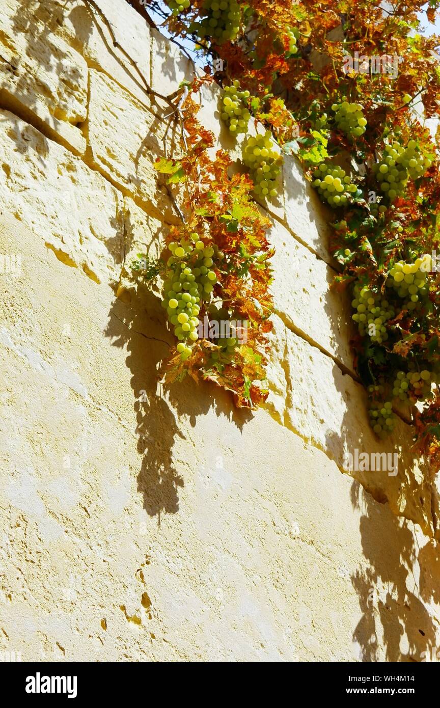 Vines on wall hi-res stock photography and images - Alamy