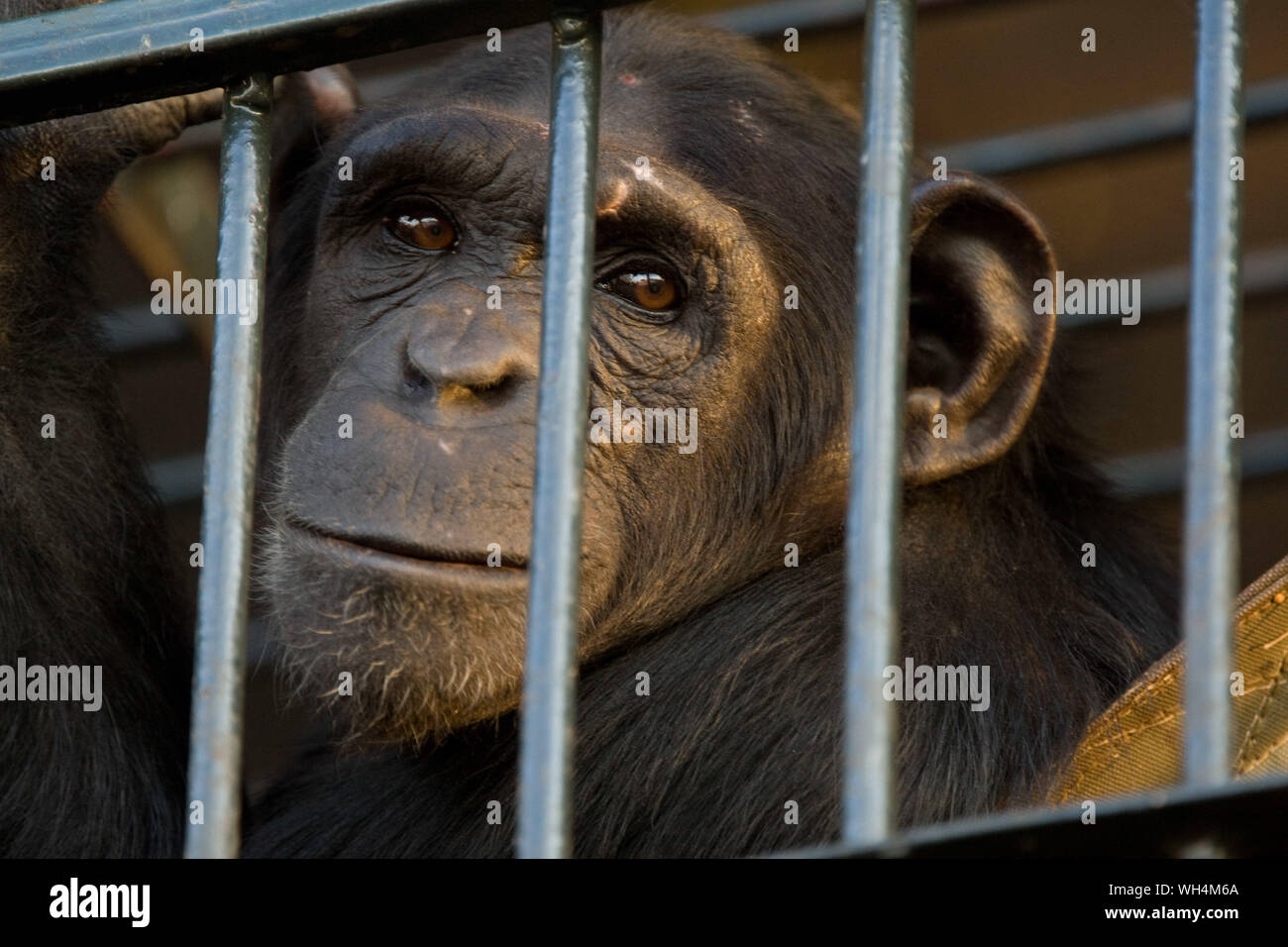 Chimpanzee Cage High Resolution Stock Photography and Images - Alamy