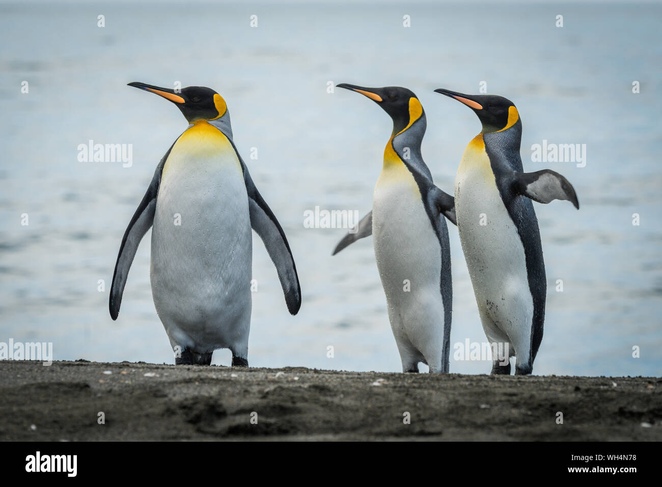 Penguins beach hi-res stock photography and images - Alamy