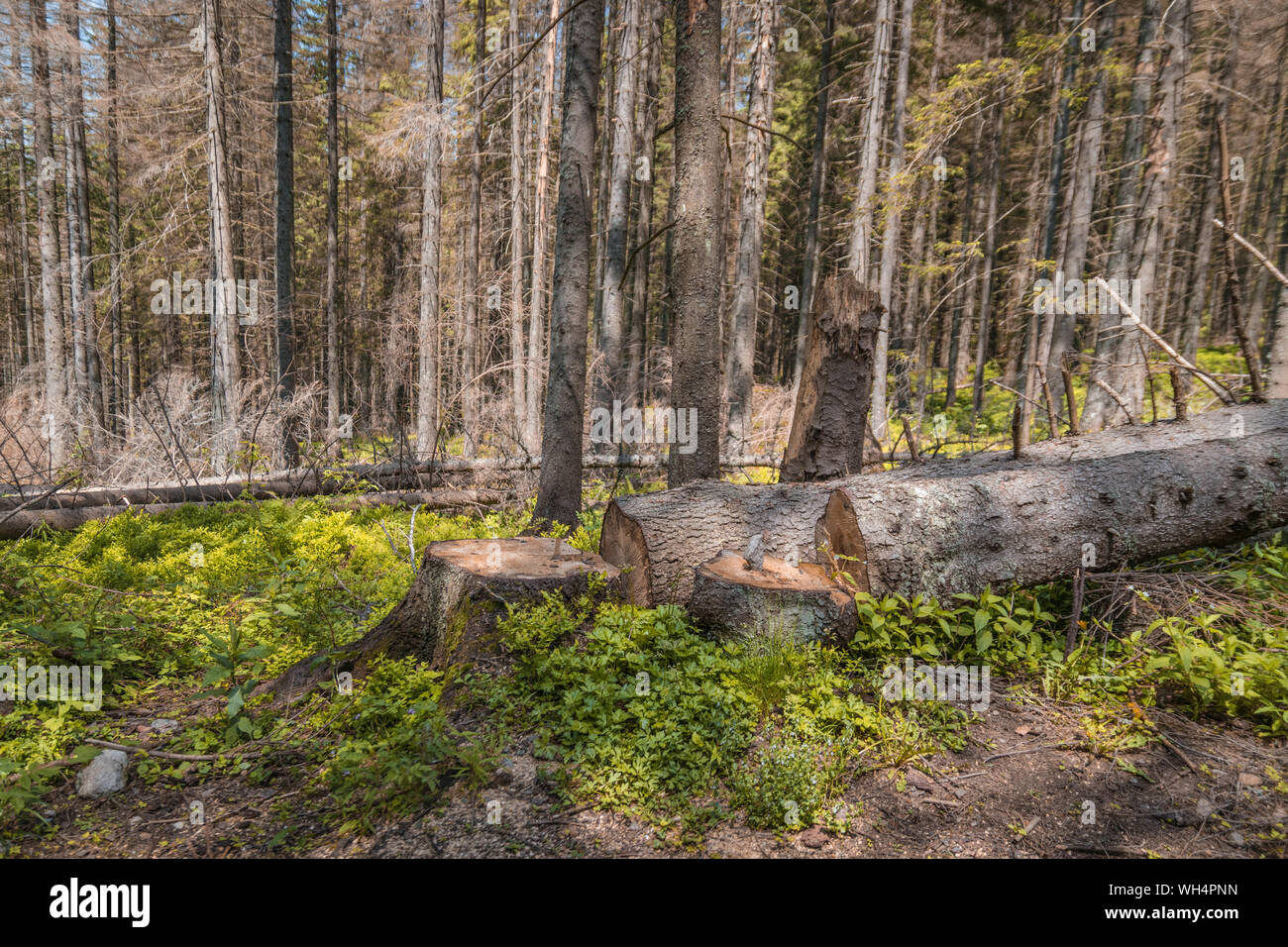 Illegal deforestation and further environmental problems of the planet ...