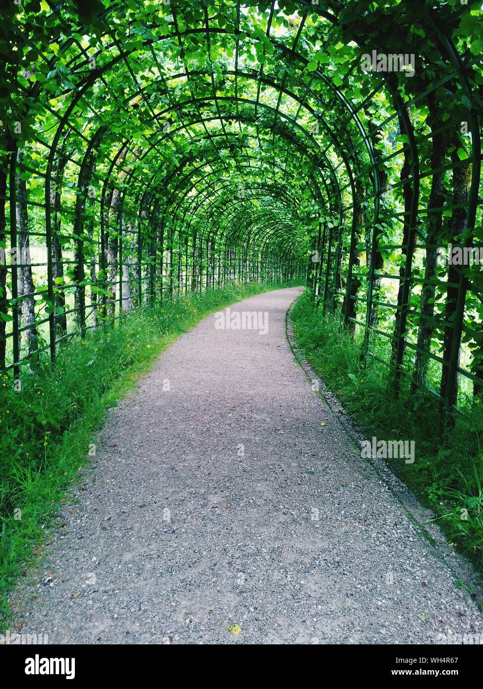 Plants covered walkway hi-res stock photography and images - Alamy