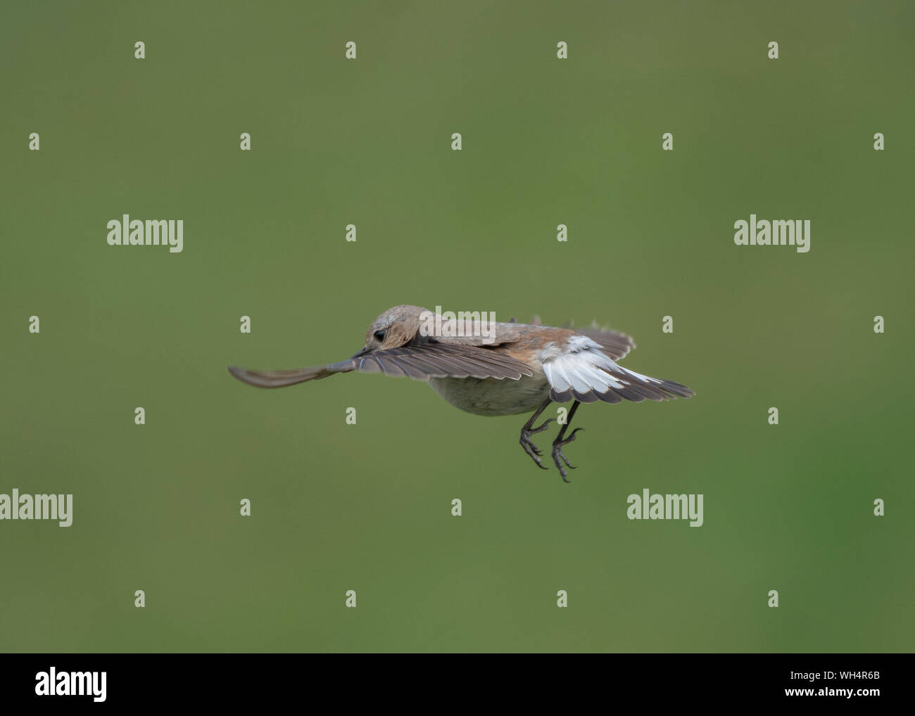 Immature wheatear (Oenanthe oenanthe), hovering in flight, Sumburgh ...