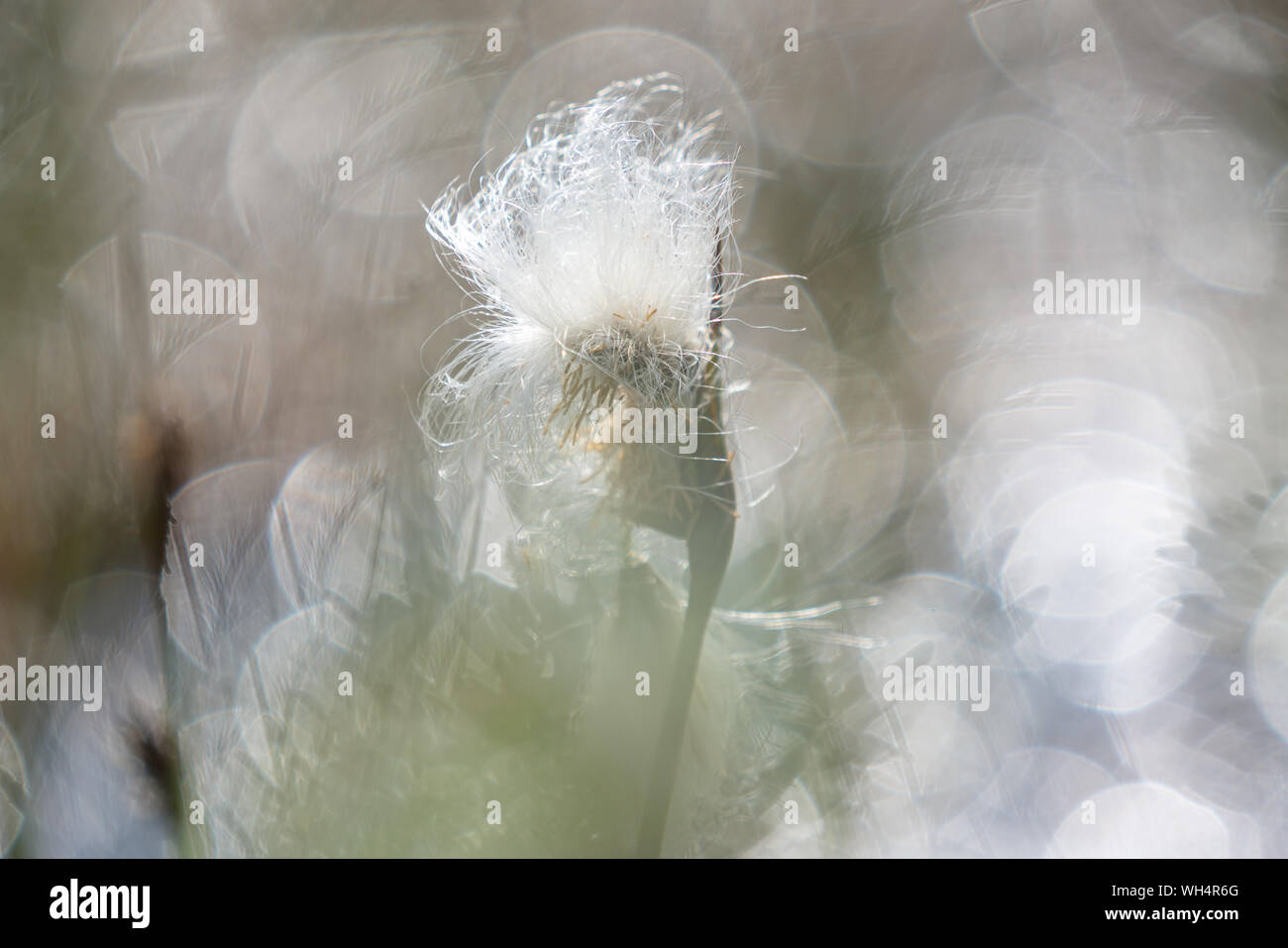Arctic Cottongrass High Resolution Stock Photography and Images - Alamy