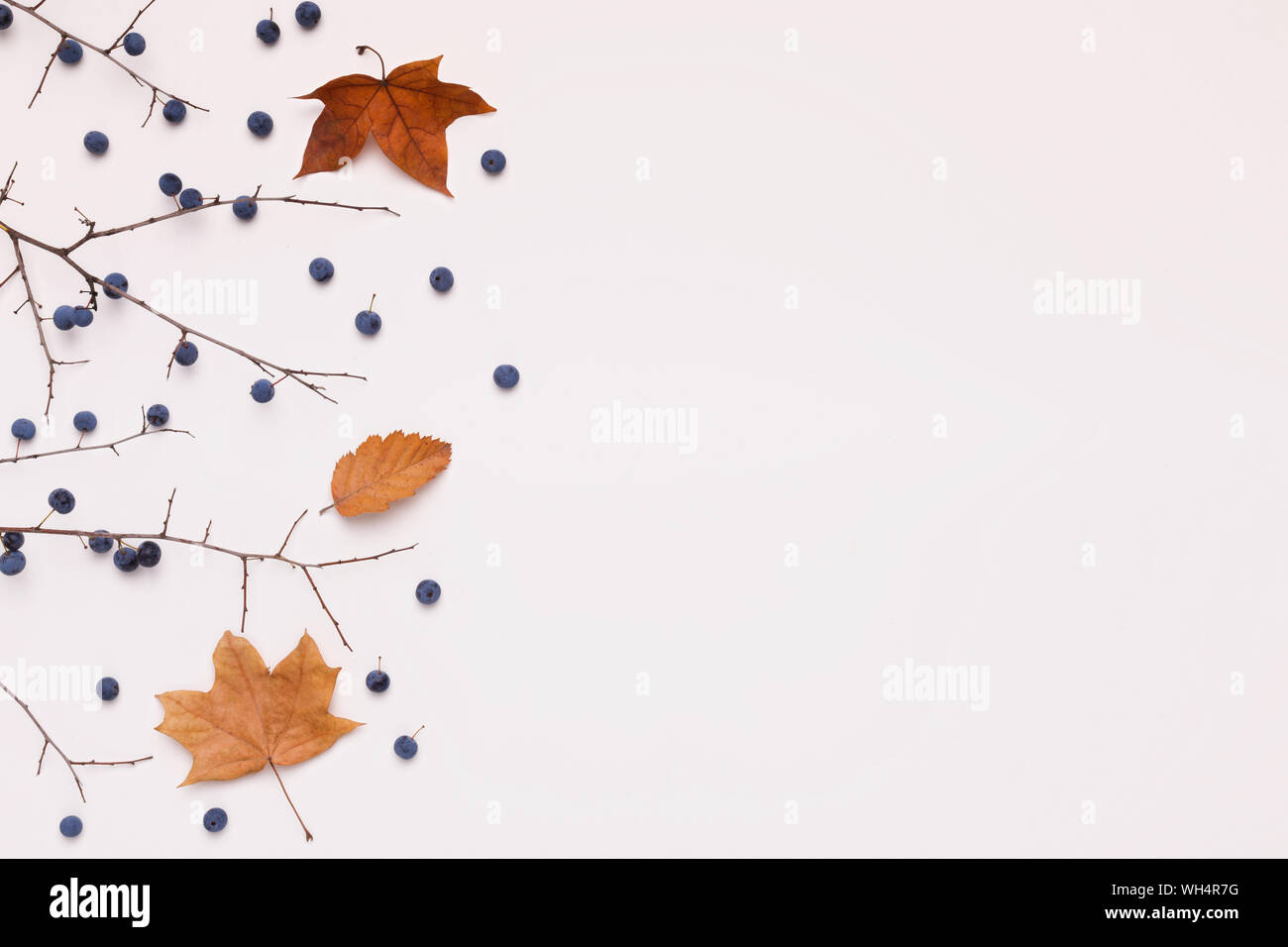 Creative dry tree with yellowed leaves on white background Stock Photo ...