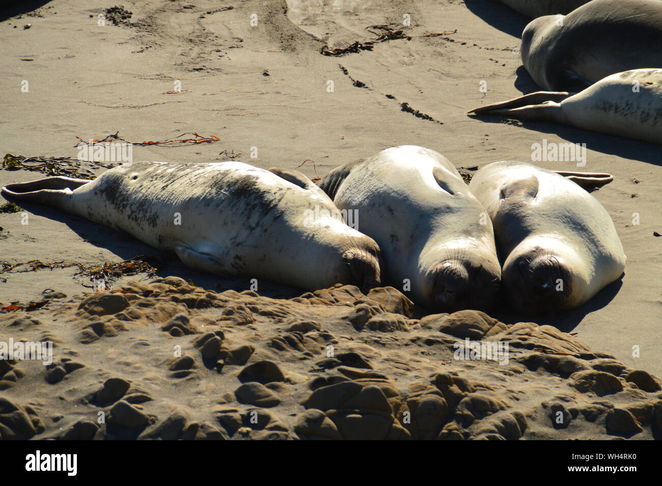 Five seals hi-res stock photography and images - Alamy