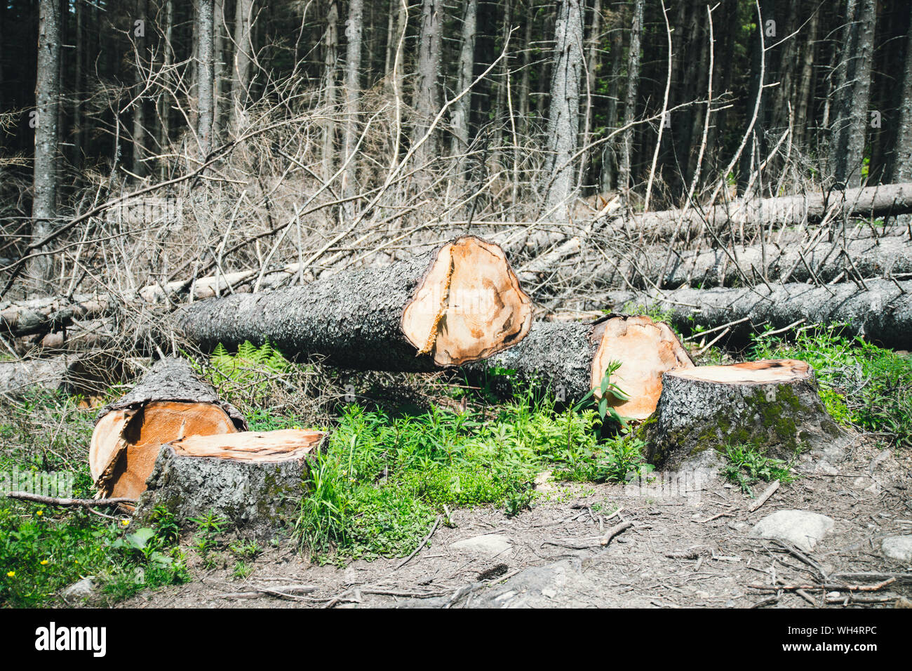 Ecological catastrophy. Illegal deforestation and further environmental ...
