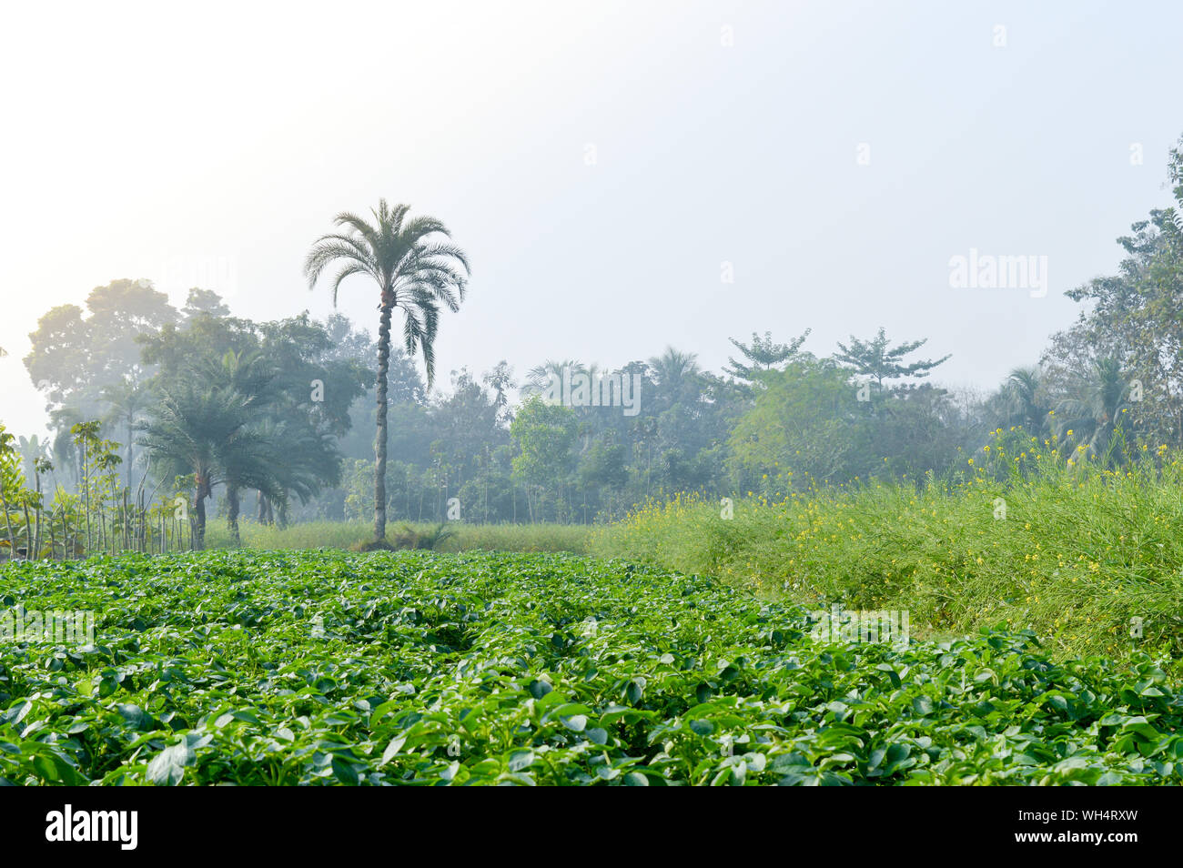 Green fields and trees in a scenic agricultural landscape in rural ...