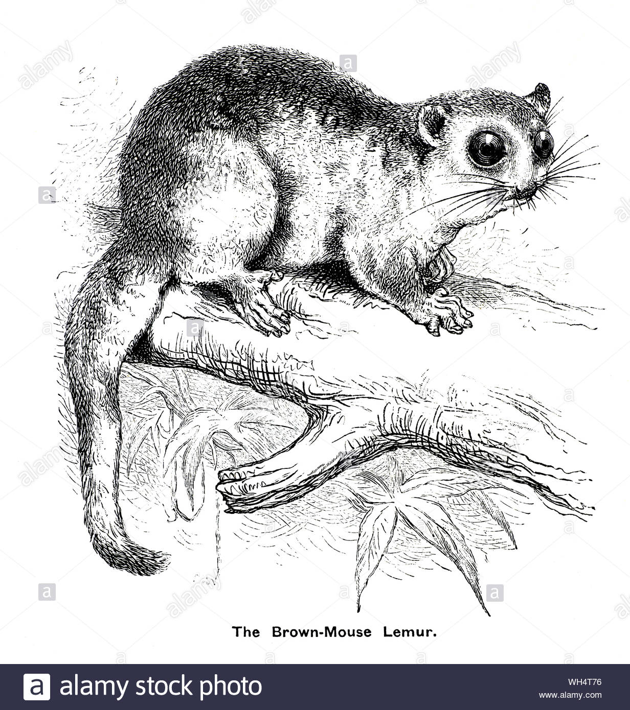 Brown Mouse Lemur (Microcebus rufus), vintage illustration from 1884 ...