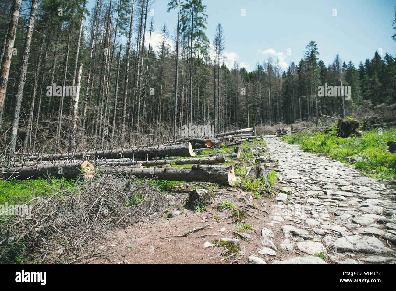 Ecological catastrophy. Illegal deforestation and further environmental ...